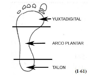 Kelly-avancesforenses