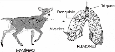 LA RESPIRACIÓN ANIMAL: inicio