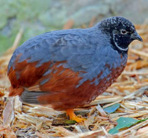 List of Indian quails - Images | Birds of India | Bird World