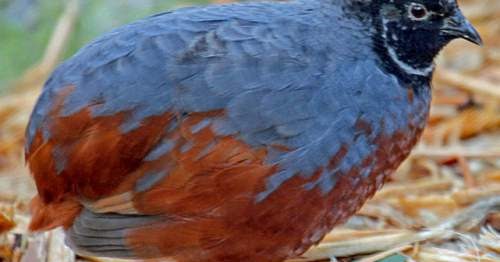 List of Indian quails - Images | Birds of India | Bird World