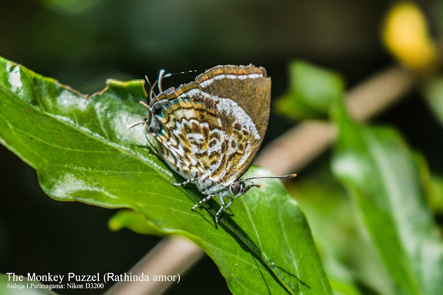 Butterflies of Sri Lanka - #03 Monkey Puzzle