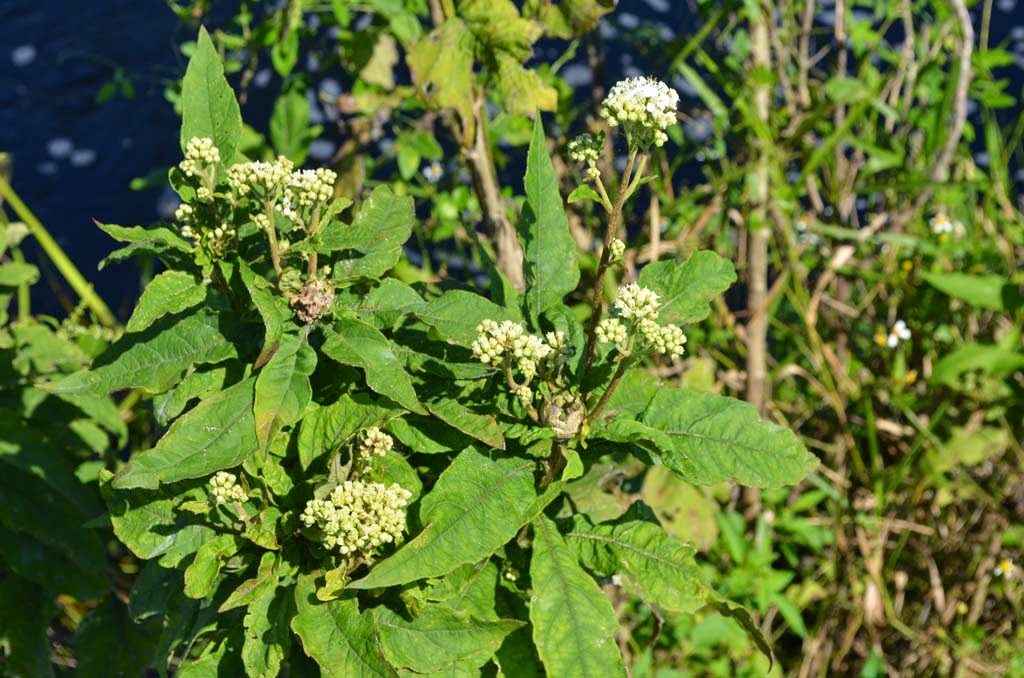 Space Coast Wildflowers: October 2014
