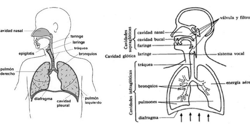 Burbuja de Lenguaje: El Sistema Fonatorio
