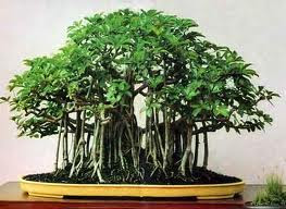 Get Much Information: Bonsai Trees & Plants