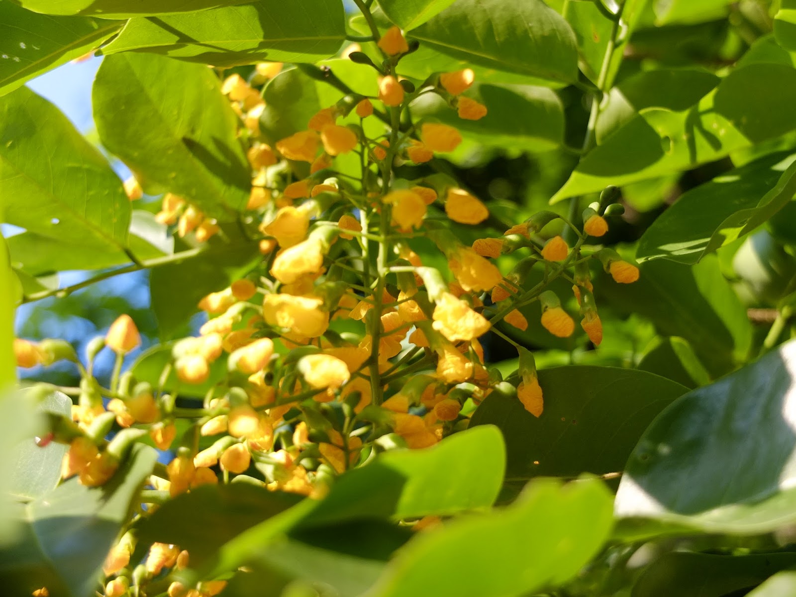 Laguna Ginger Lily: April Showers Bring Narra Flowers