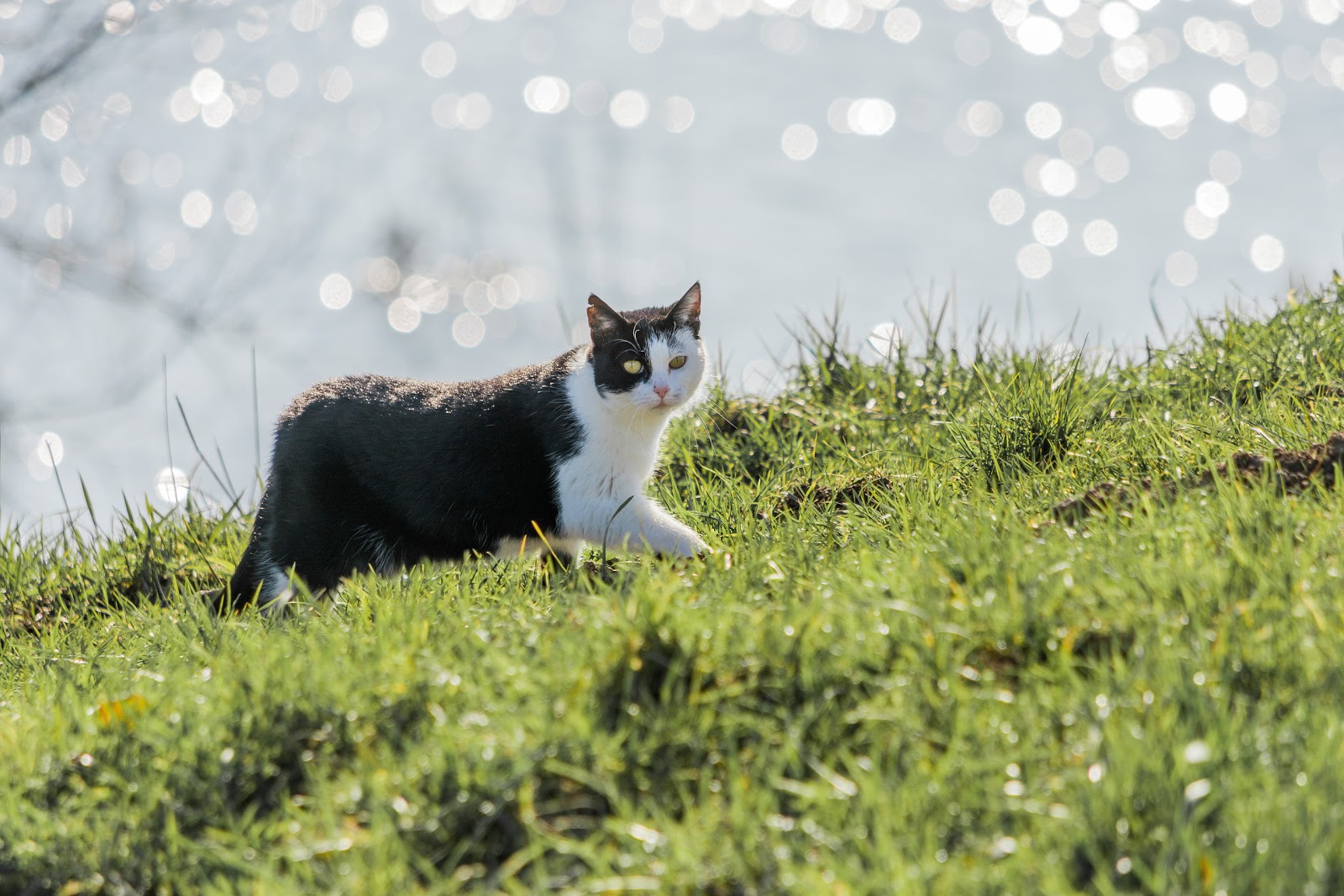 Claes`s Photo blog: cats cat it`s all about cats