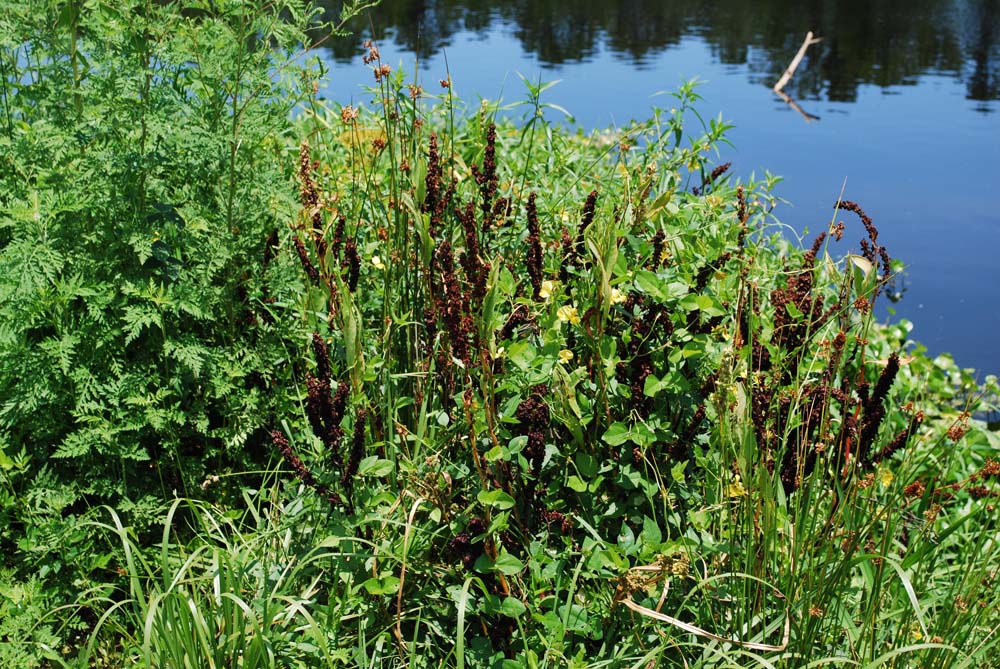 Space Coast Wildflowers: Tosohatchee WMA, June 3, 2012