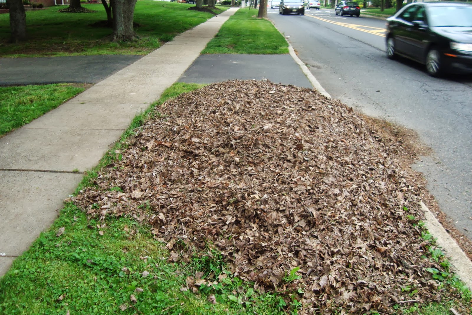 Princeton Nature Notes: Incredible Shrinking Lawn, Thanks To Cardboard