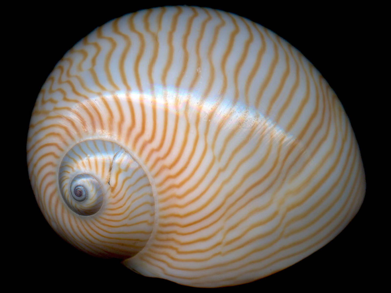 HD Wallpapers: Sea Shell Images