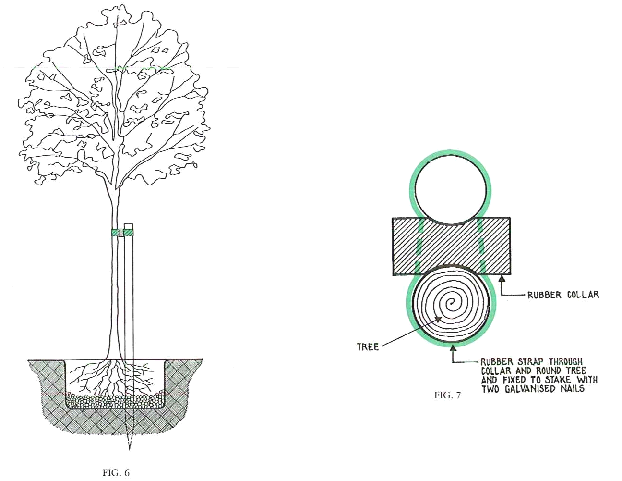 PLANTING STANDARD & SEMI MATURE TREES