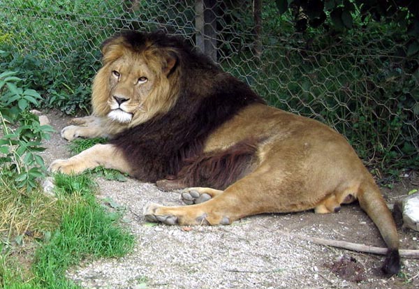About Wild Animals lion: The Barbary Lion Project
