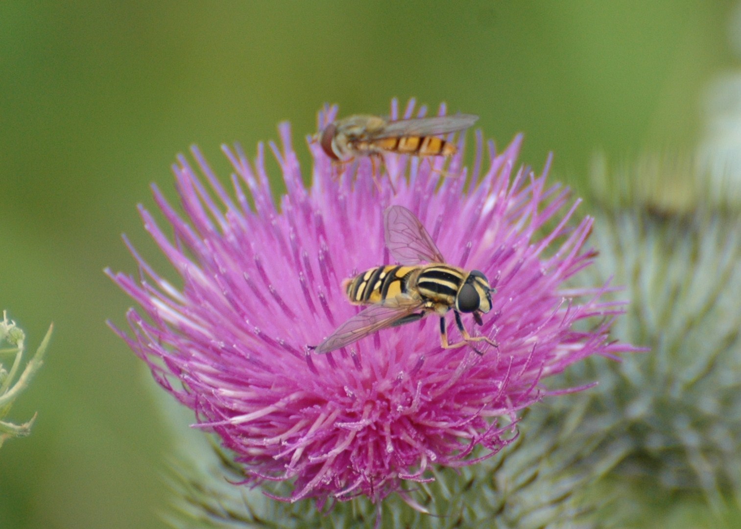 North East Birder Ramlings: Insects