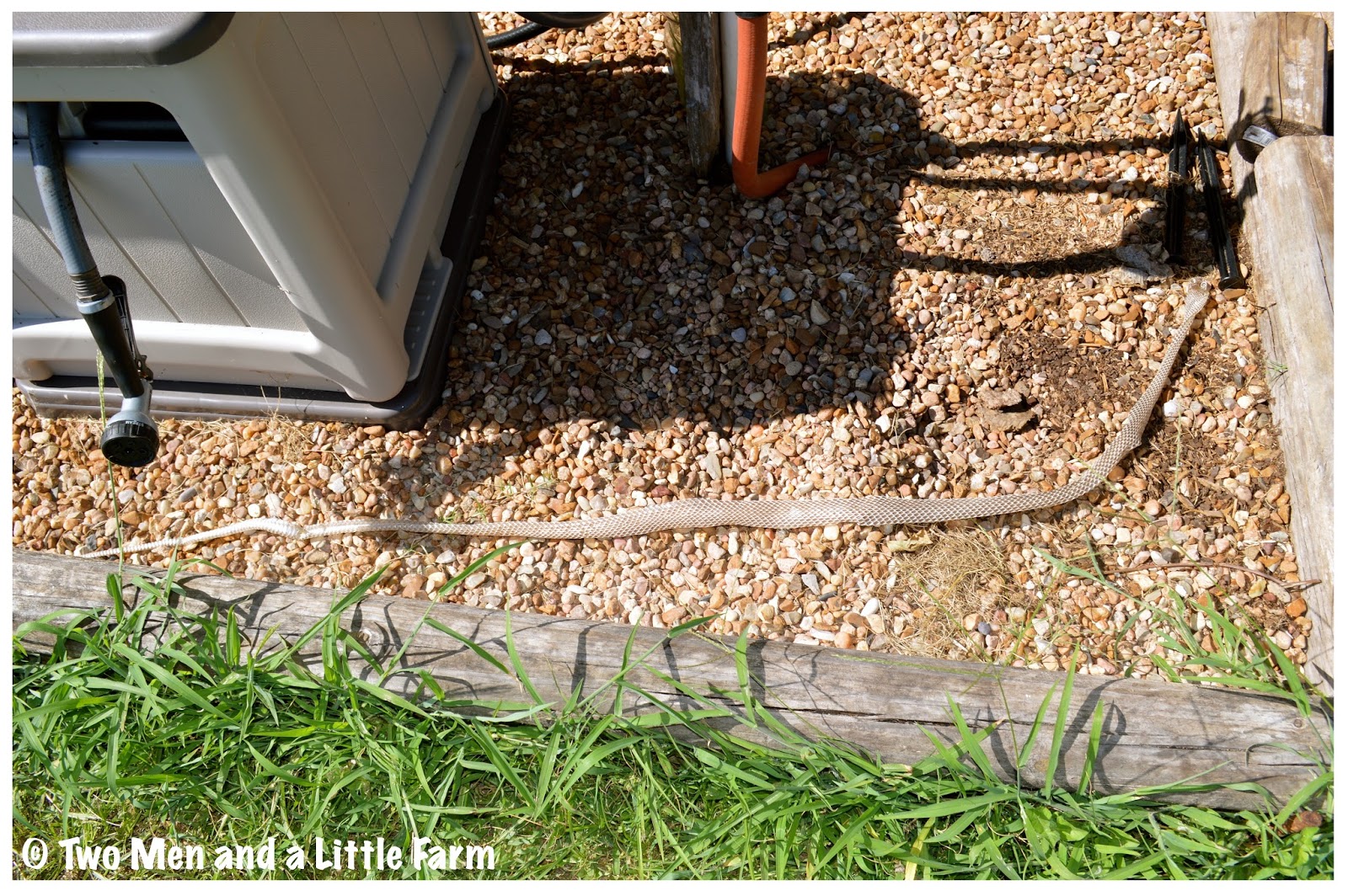 Two Men and a Little Farm: HEAT, SNAKES AND SPIDERS, OH MY, WEEKEND UPDATE