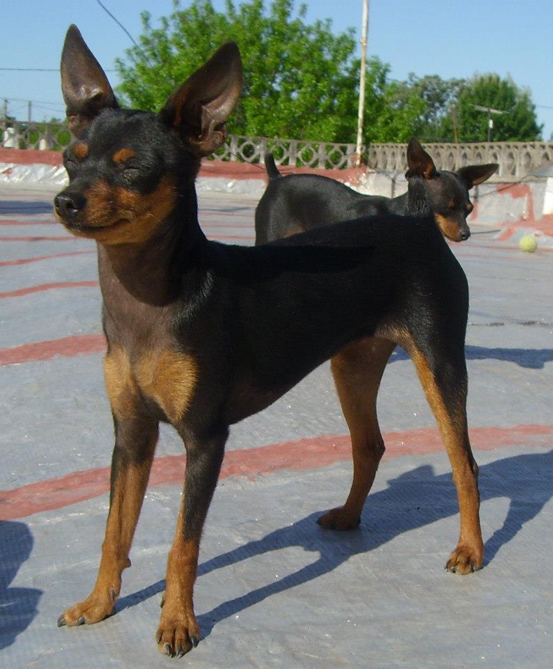 Criadero Prazsky Krysarik: Caracteristicas