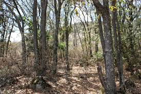 Ecosistemas de Venezuela: BOSQUES