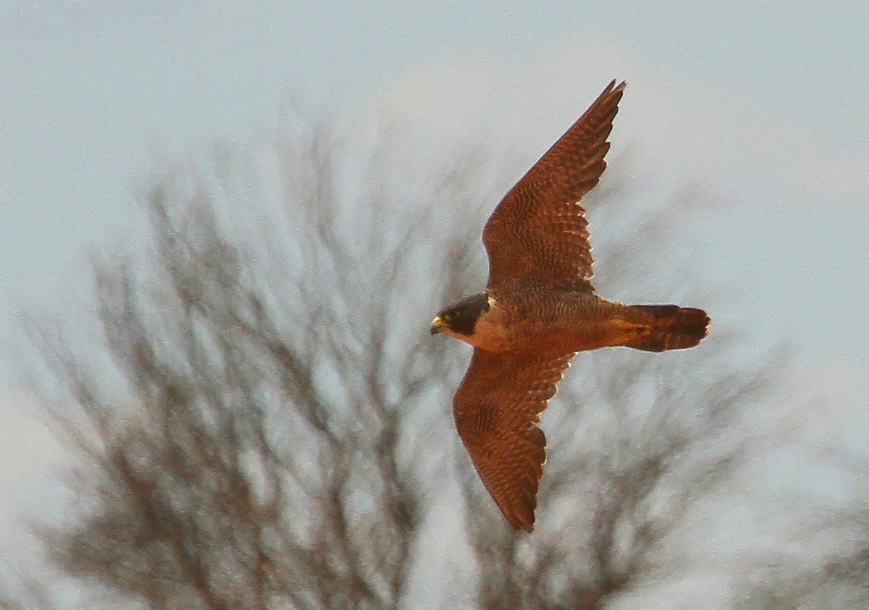 Richard Waring's Birds of Australia: A fleeting Peregrine Falcon ...