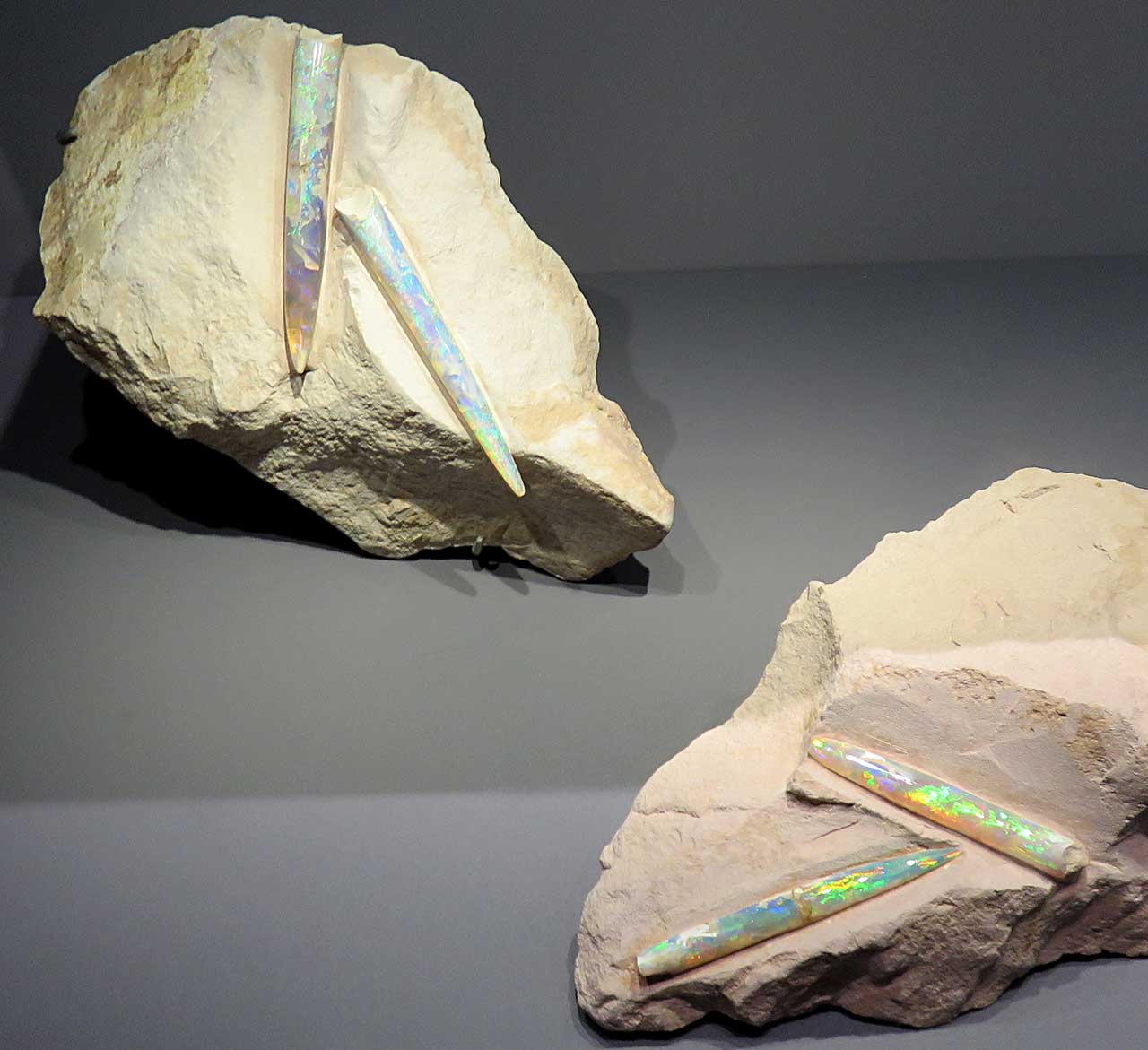 Louisville Fossils and Beyond: Opal Belemnite Fossils