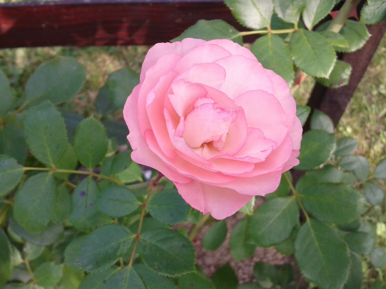 Ranczo Elma: Róża (Rosa) Mini Eden Rose