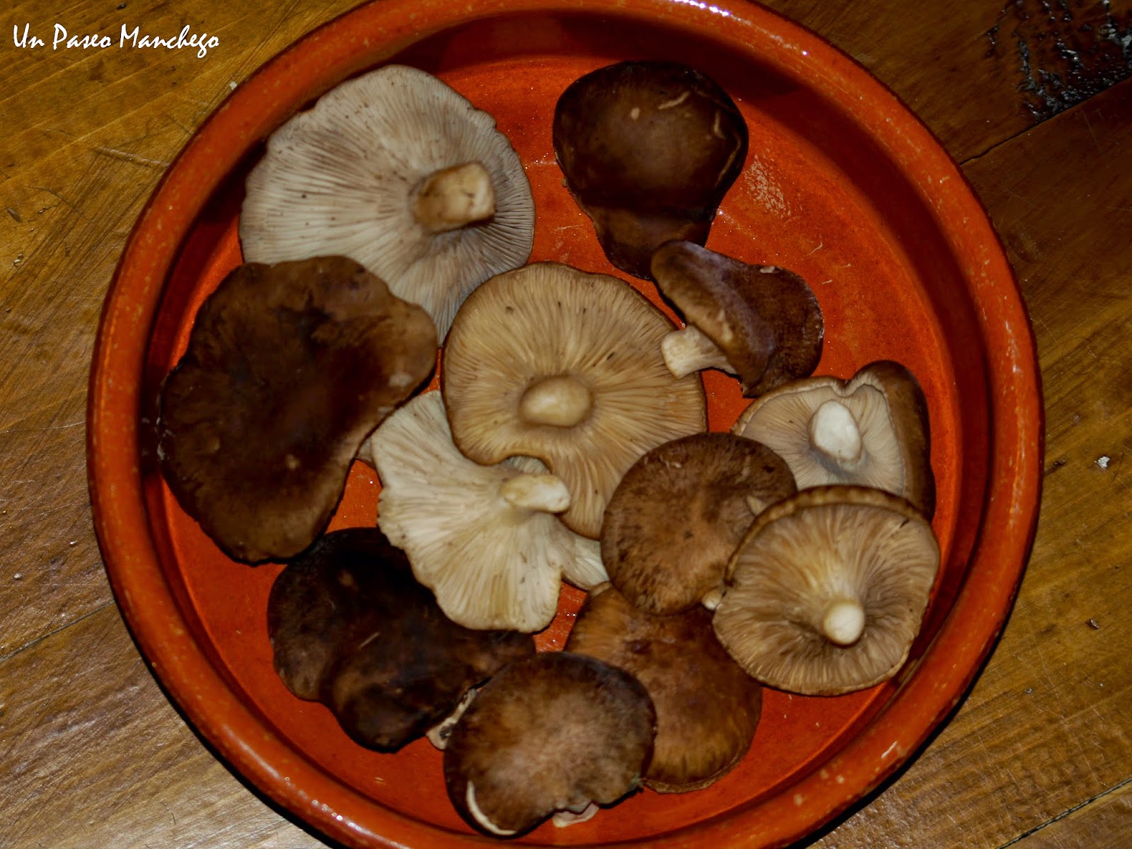 Un Paseo Manchego: Seta de Cardo; Pleurotus eryngii.