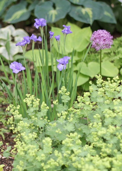 Chartreuse And Purple