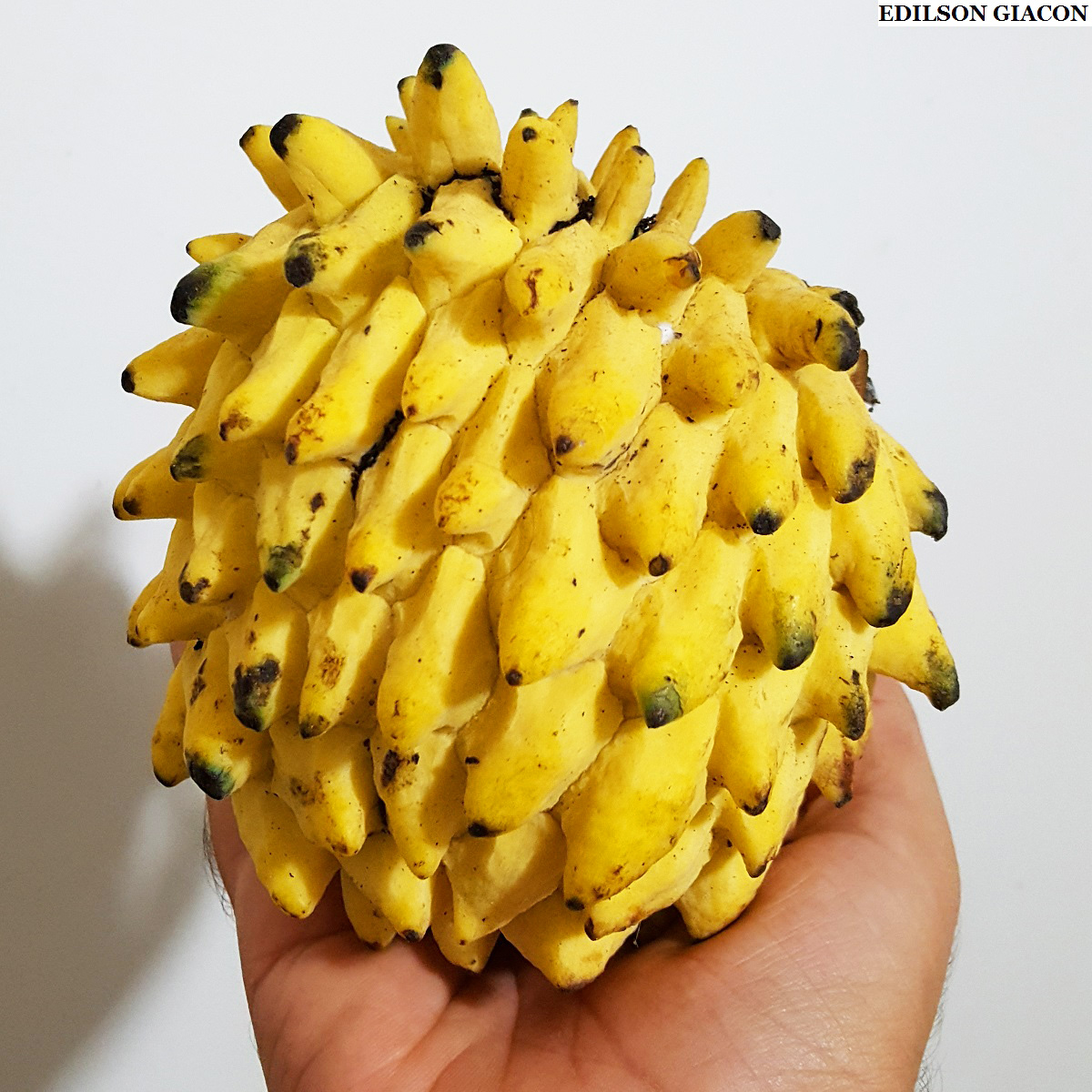 Viveiro Ciprest - Plantas Nativas e Exóticas: Fruta do Conde ou Beribá ...