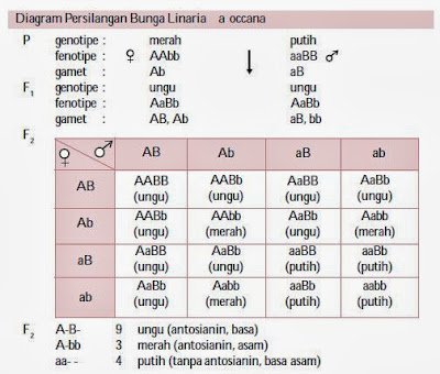 Penjelasan Tentang Penyimpangan Semu Hukum Mendel | Biologi Indonesia