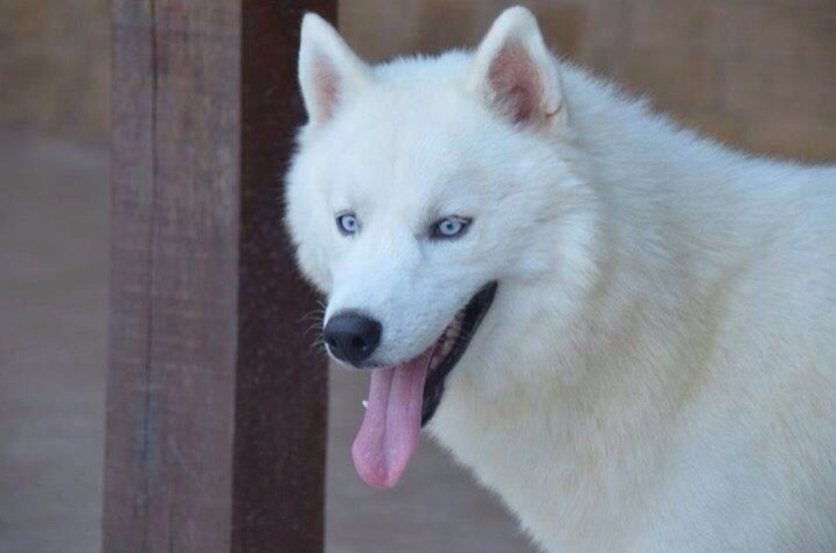 Cães & Cães: Husky Siberiano