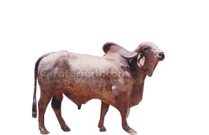 Jenis-Jenis Sapi Perah Unggul Penghasil Susu Terbaik | Kicau Burung Mania