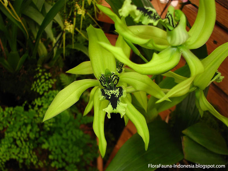 ANGGREK HITAM - Flora & Fauna Indonesia