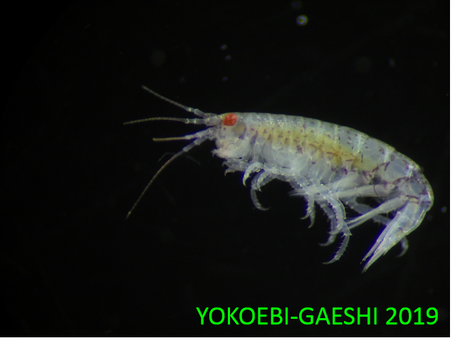 ヨコエビがえし: 3月 2019
