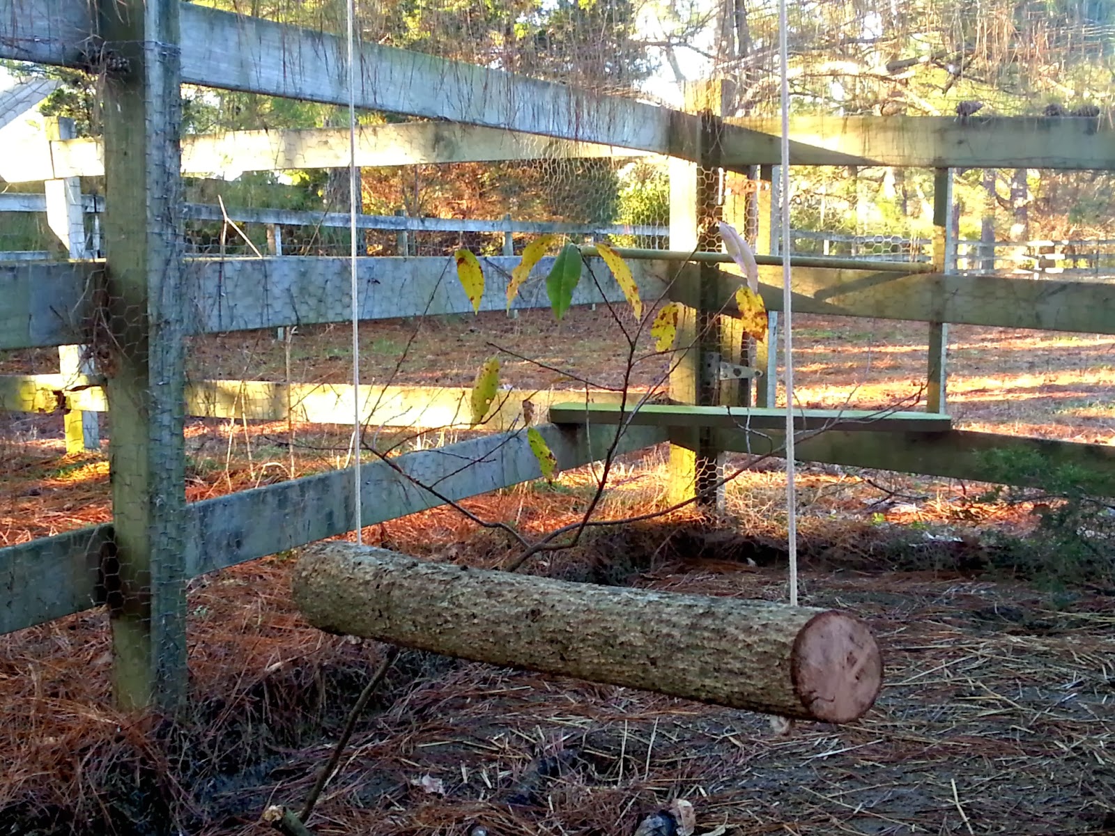 Make a Log Swing for your Chickens - Fresh Eggs Daily® with Lisa Steele