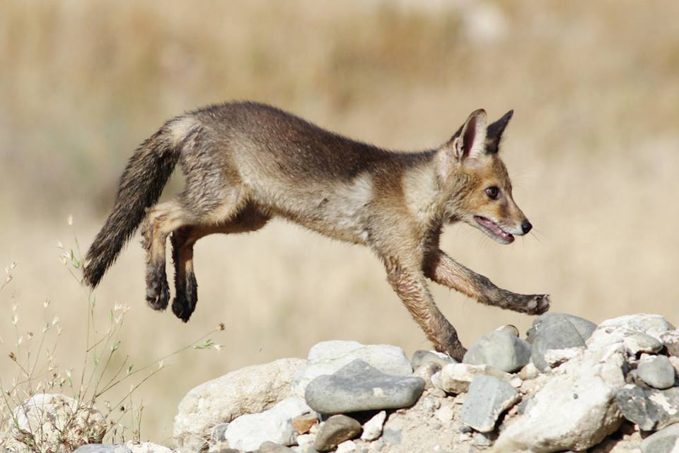 Mammals of Cyprus - Τα θηλαστικά της Κύπρου by George Konstantinou: Red ...