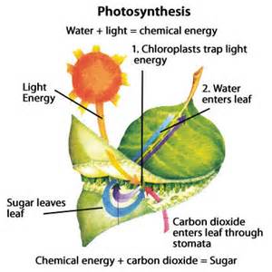 Mechanism of Photosynthesis | Super Biology!