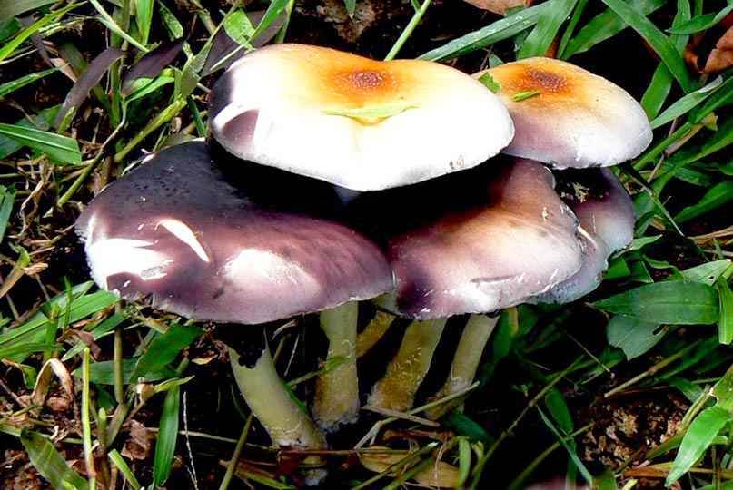 Psilocybe Cubensis