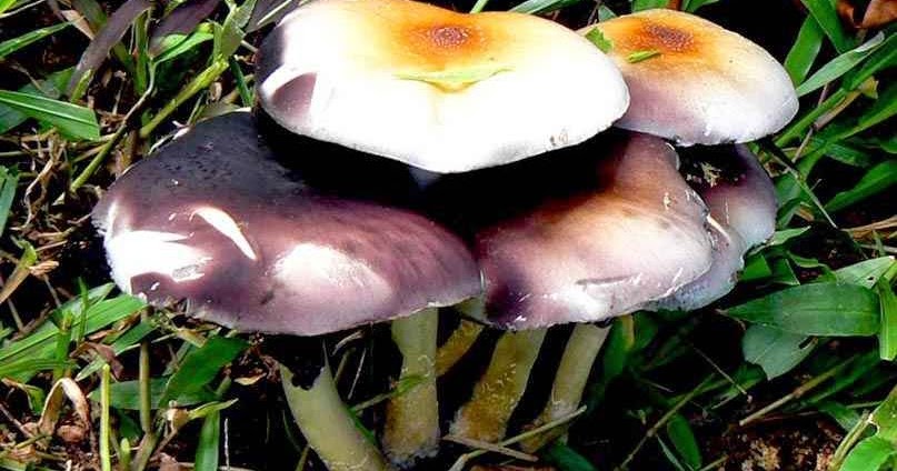 Psilocybe Cubensis