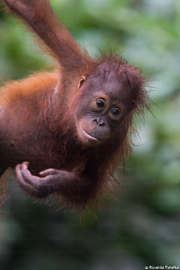Ricardo Peralta. Fotógrafo de Naturaleza: Orangután de Borneo (Pongo ...