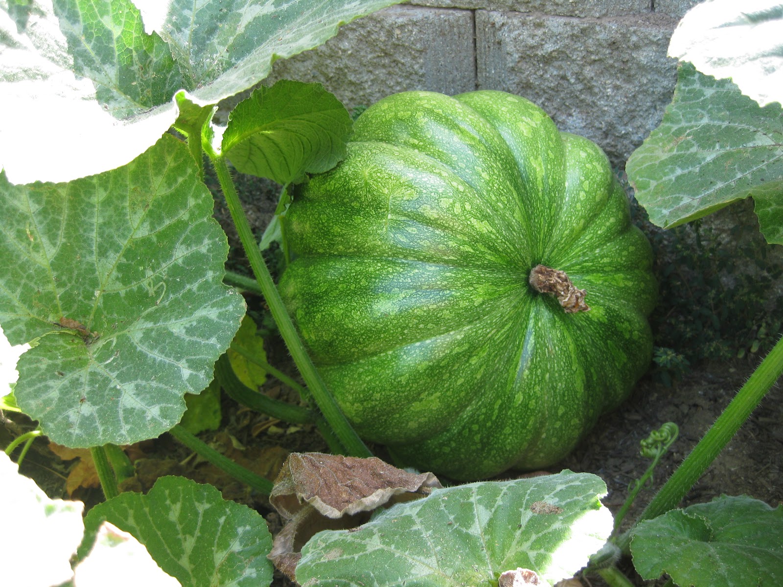 'S Wonderful: Lean, Green Growing Machines