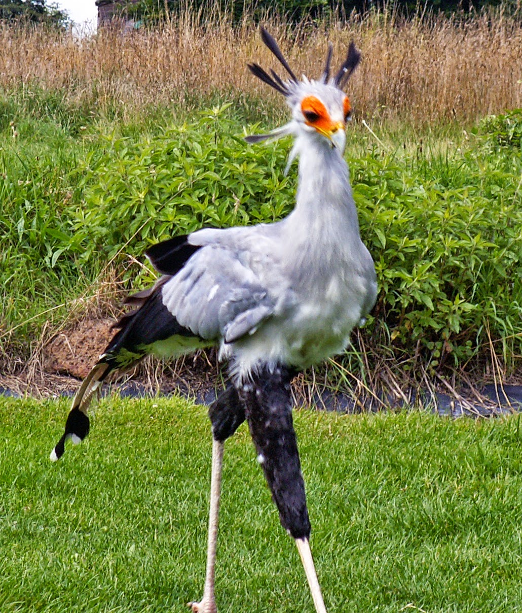 SECRETARY BIRD photos - wallpapers | the fun bank