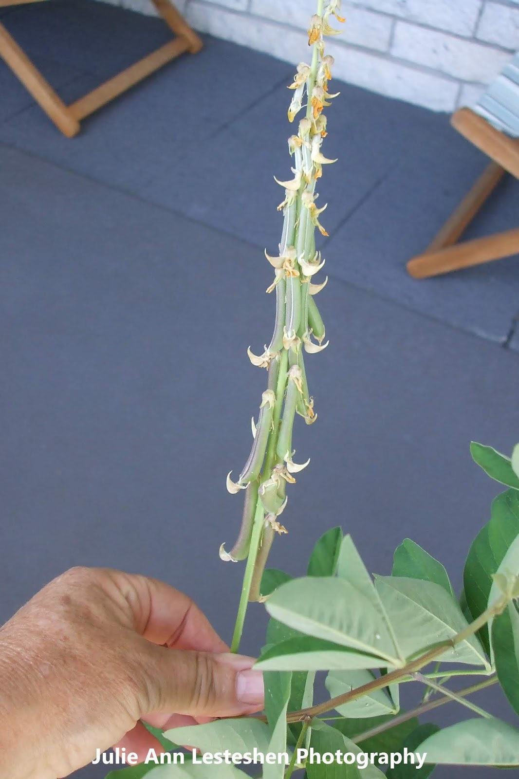 Julie Ann Brady : Blog On: 03/01/2019 - 04/01/2019