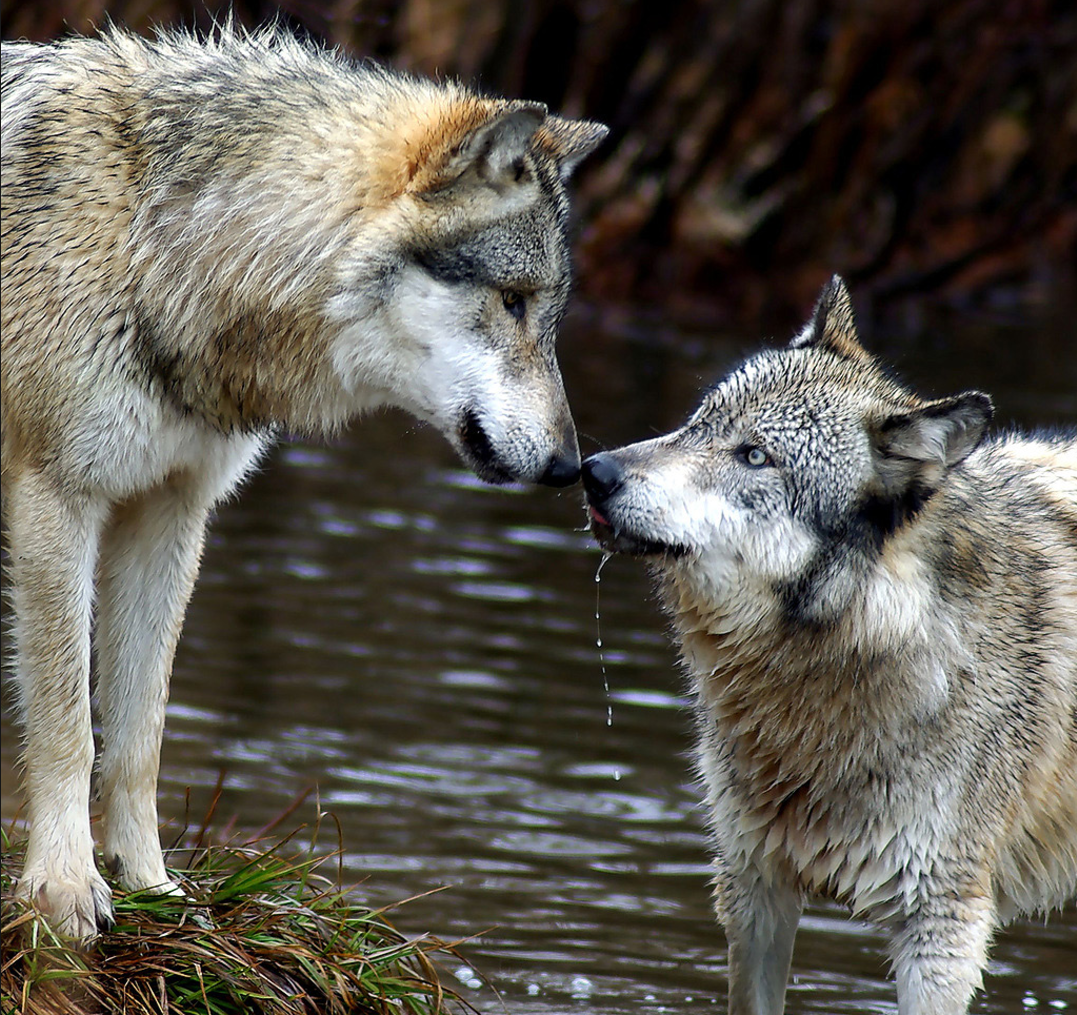Flora y fauna: El lobo (Canis lupus signatus)