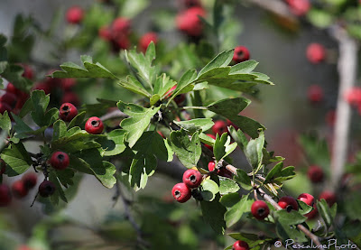 Flore de Camargue: Crataegus monogyna, Aubépine monogyne
