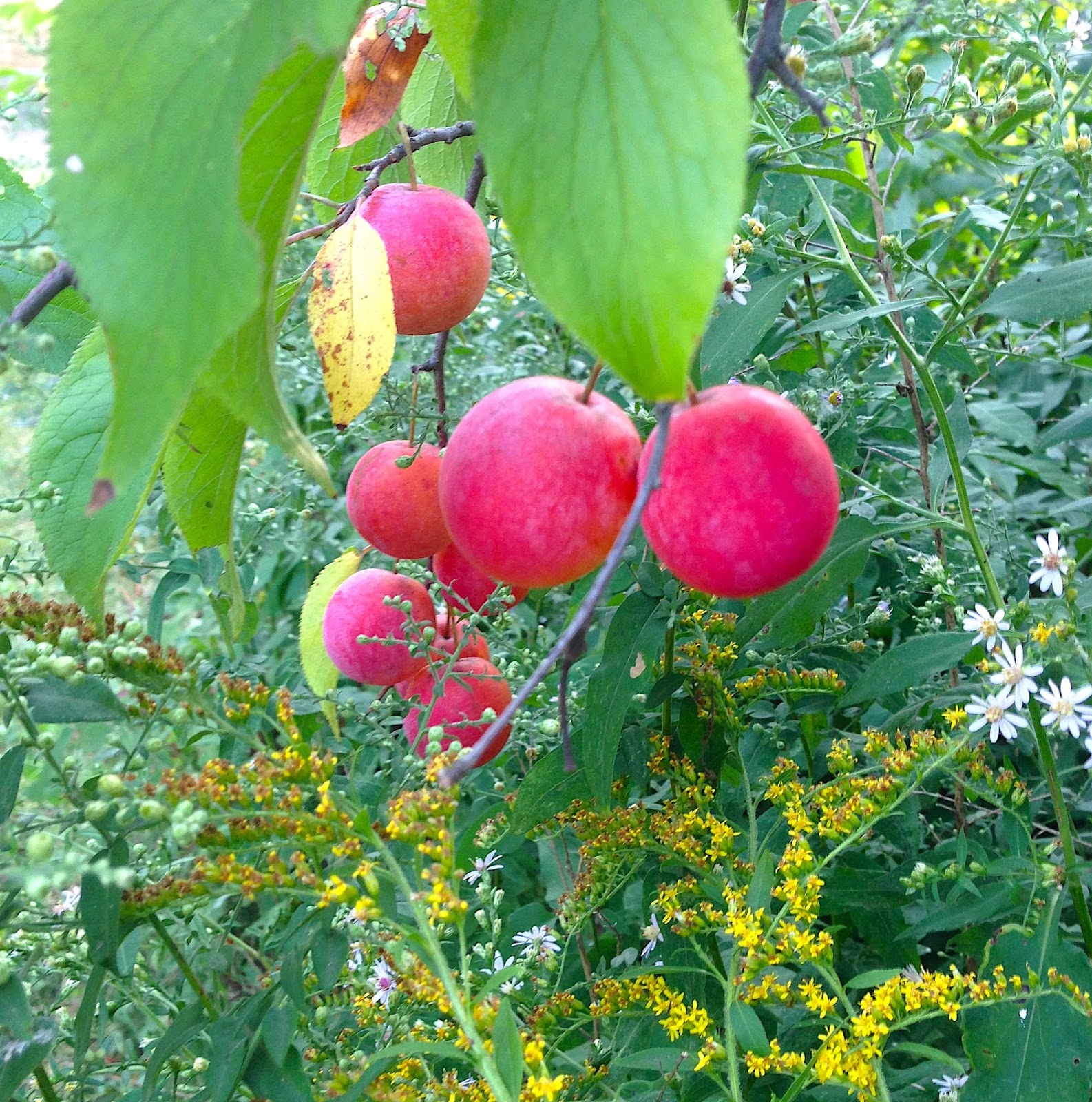 Strategies for Stewards: from woods to prairies : Shrub Thickets of the ...