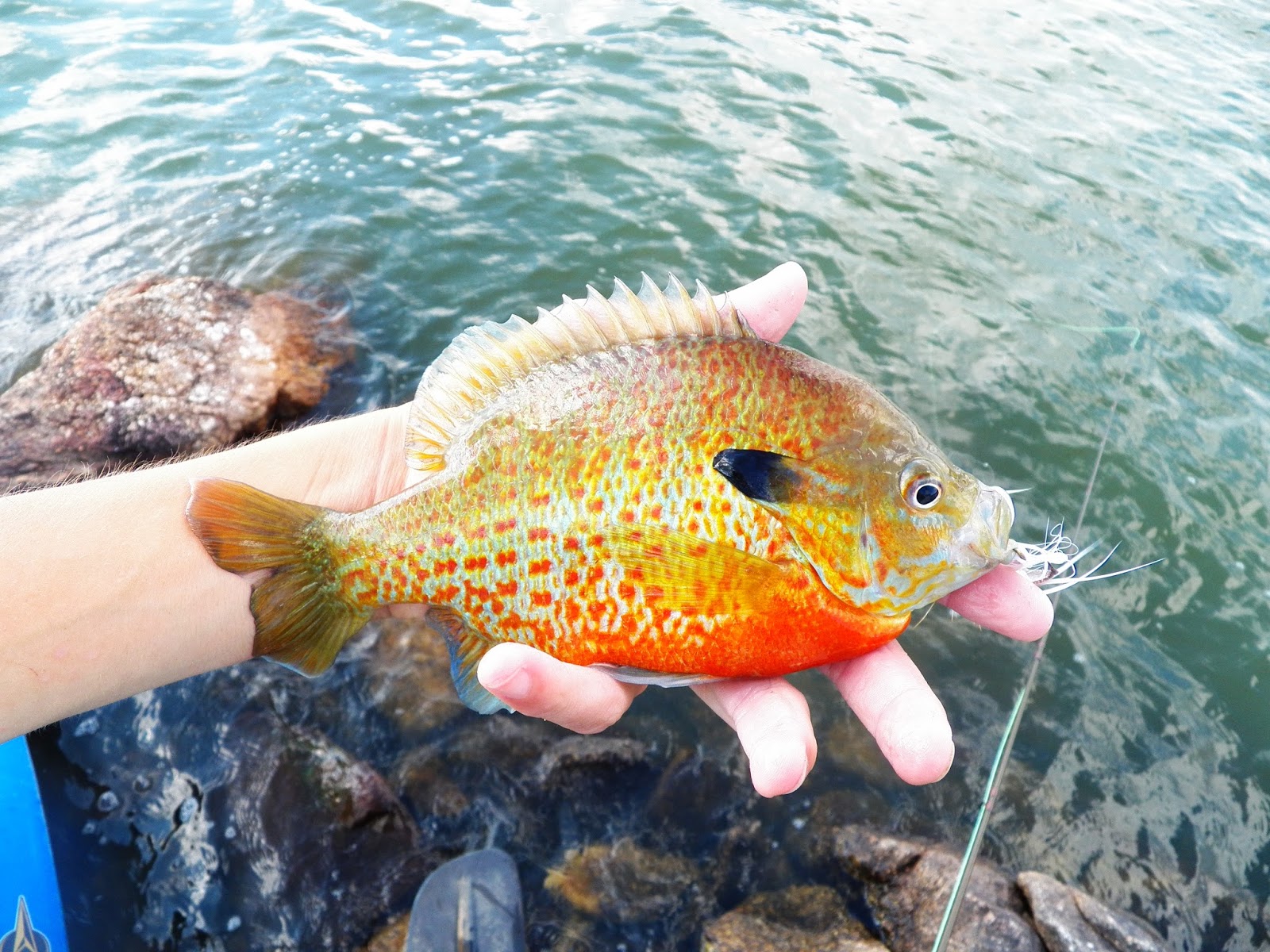 Connecticut Fly Angler: Identifying CT's Sunfishes