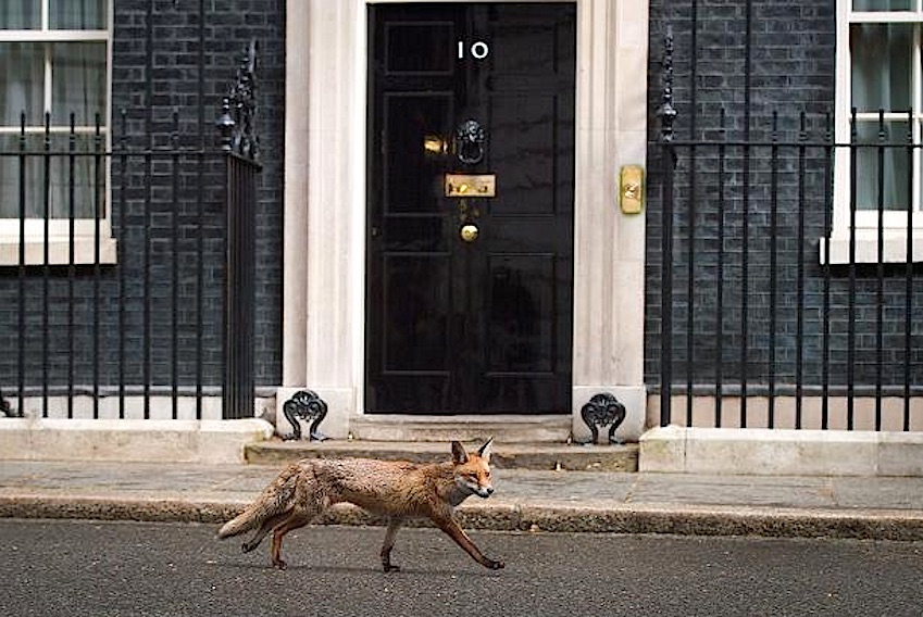 Michael Haag: London Foxes Move into Downing Street