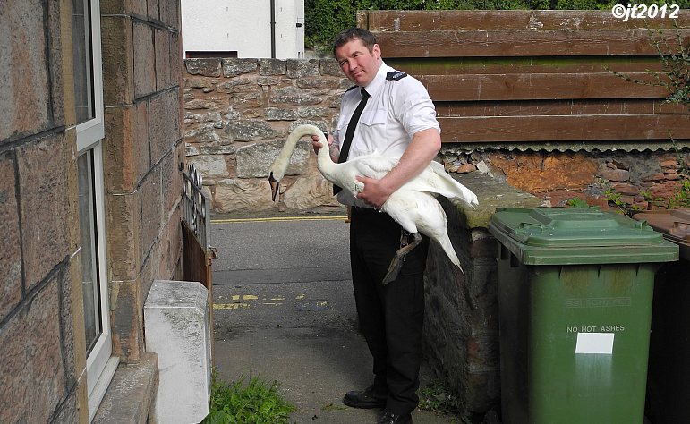 Simply Superb Swans: Swan Rescue