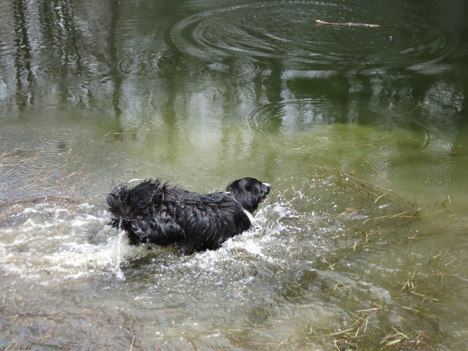 Can Donkey Swim at Bennie John blog