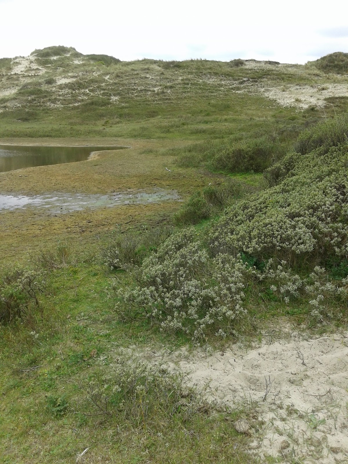 Natuurgedichten: DRAMATURG