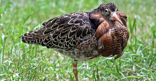 Plants, insects and animals: Ruff