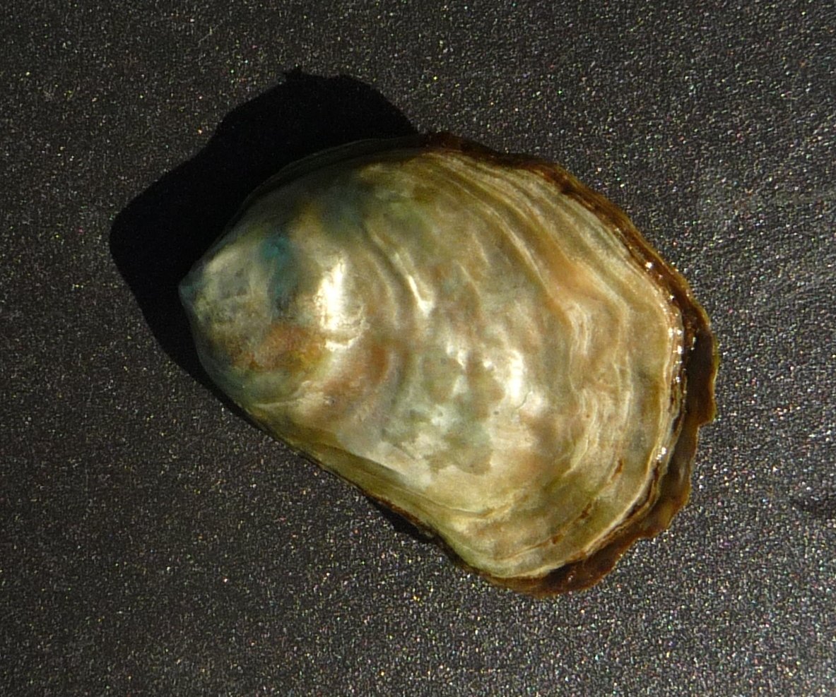 Invertebrate Embryology: The life cycle of the Olympia oyster, Ostrea ...