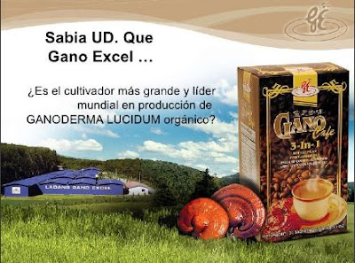 Gano Excel Cafe Saludable: GANO EXCEL PRODUCTOR DE GANODERMA